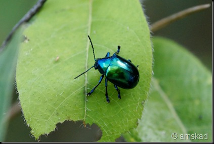 kila macro: Insecte bleu-vert (??)